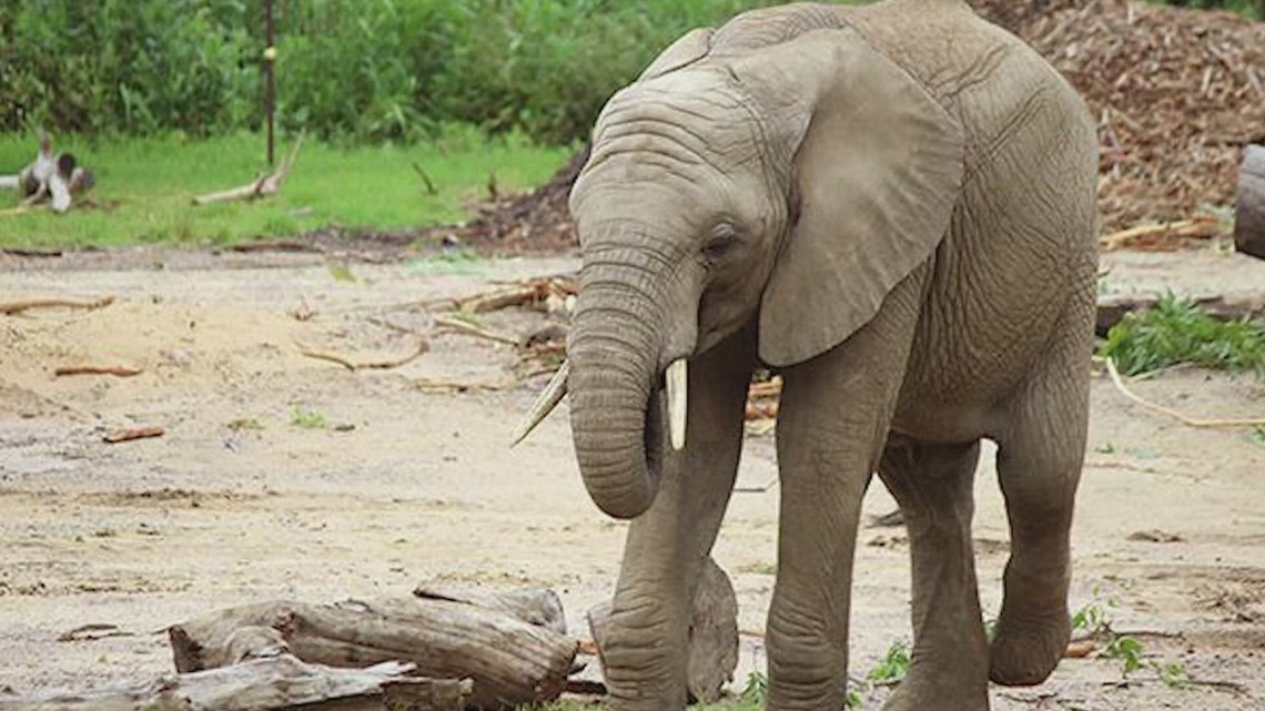 Six-year-old Dallas Zoo elephant dies after battling viral infection ...