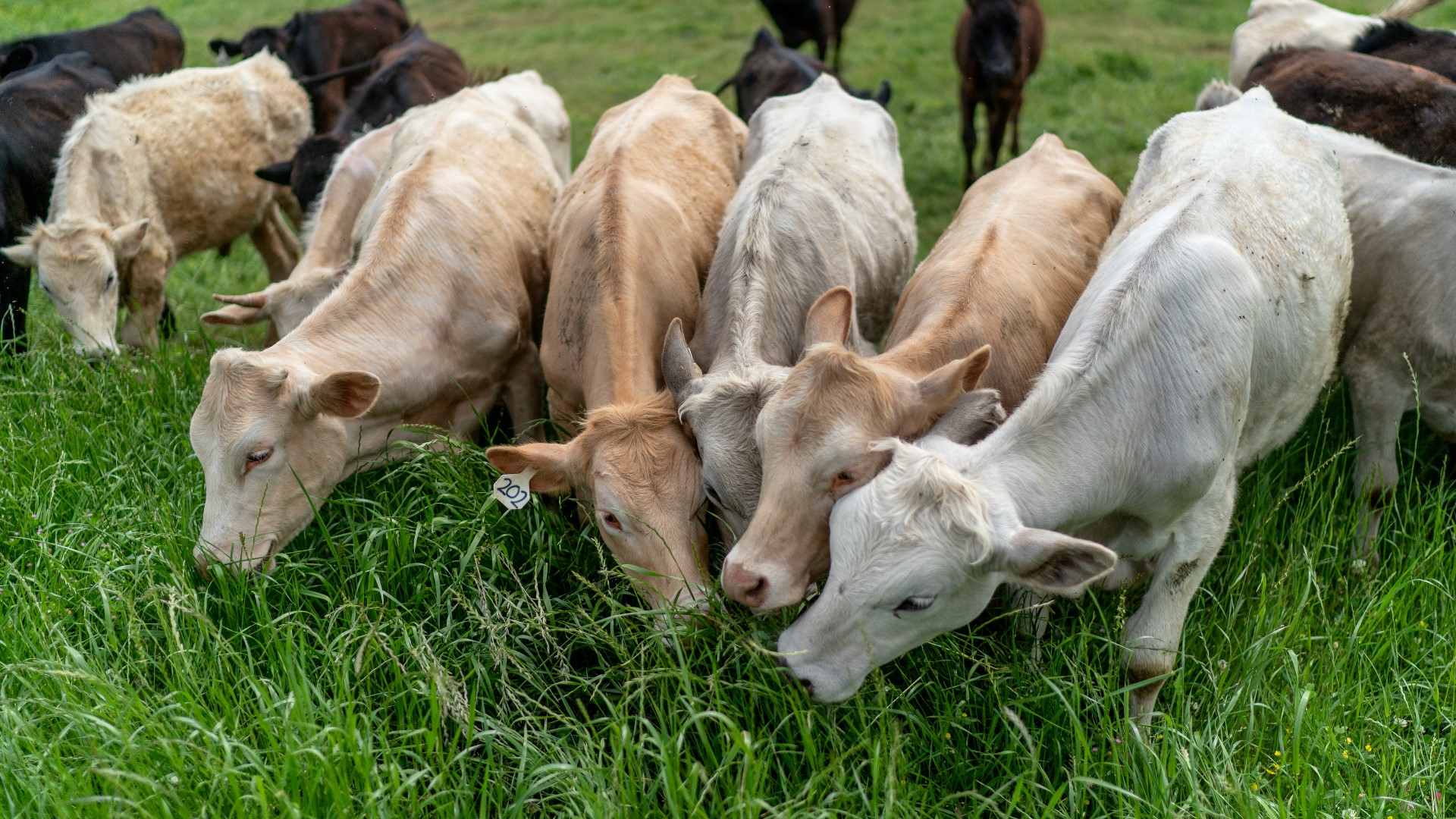 Can cattle ranching change enough to no longer harm the planet? | wfaa.com