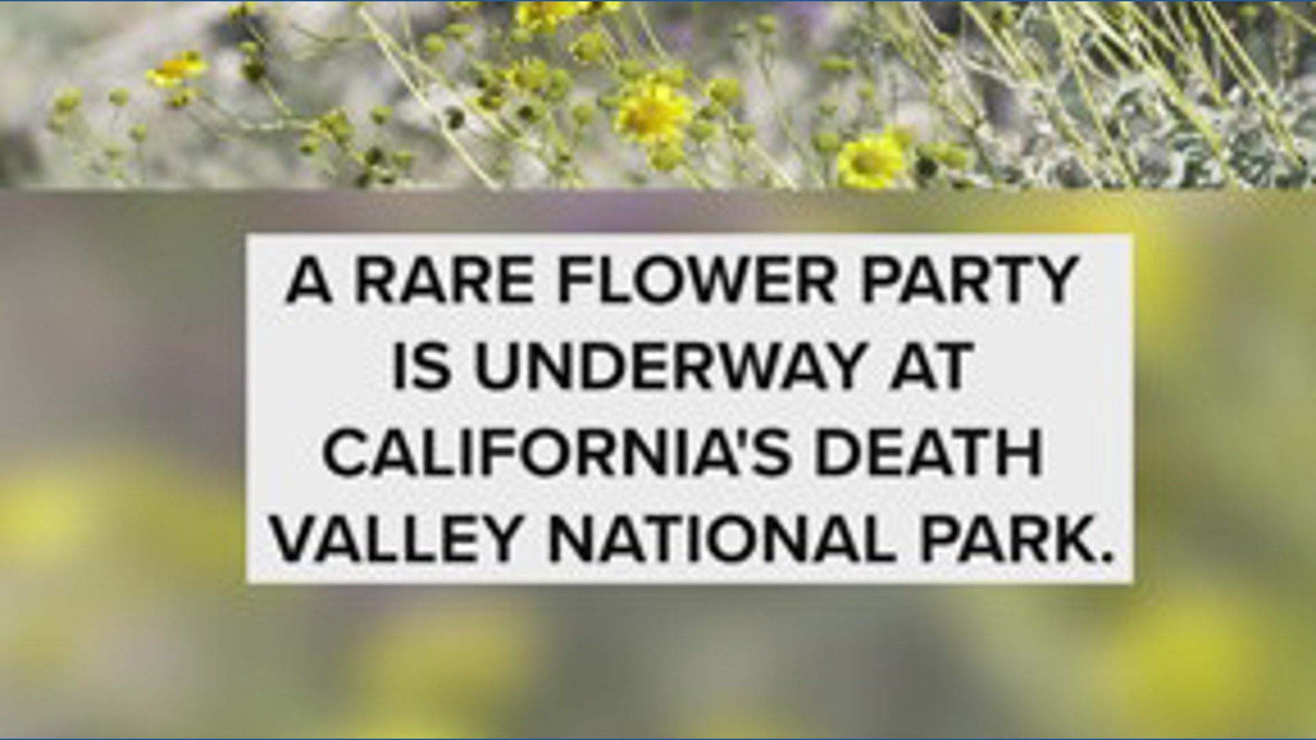 Once-in-a-decade super bloom in Death Valley | wfaa.com