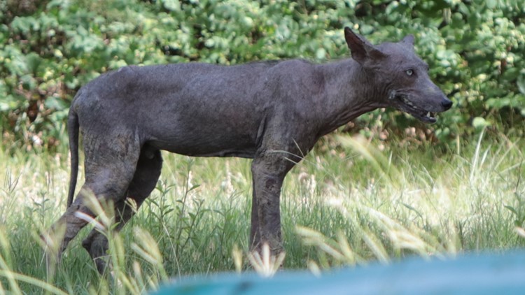 What's the creature wandering around Grapevine? | wfaa.com