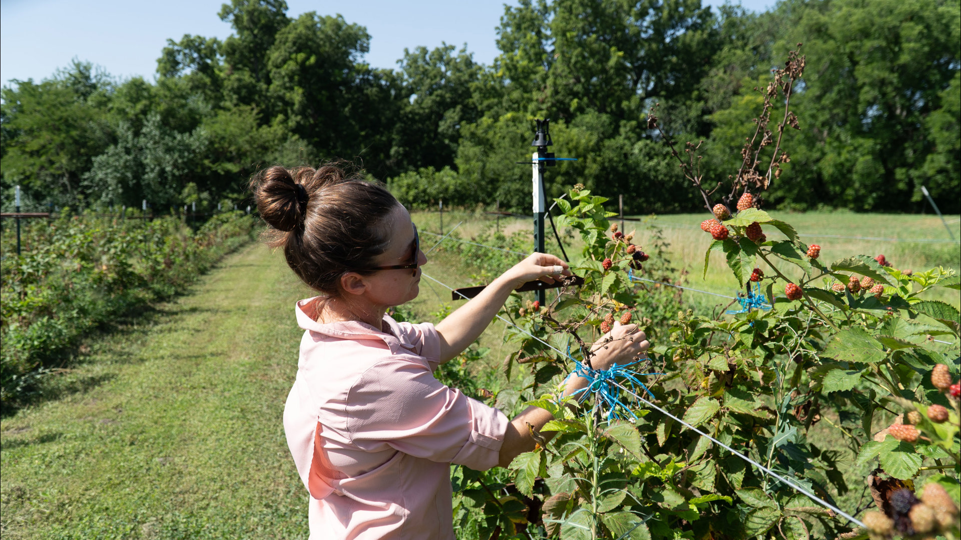 Agritourism grows in North Texas with pick-your-own-produce farms ...