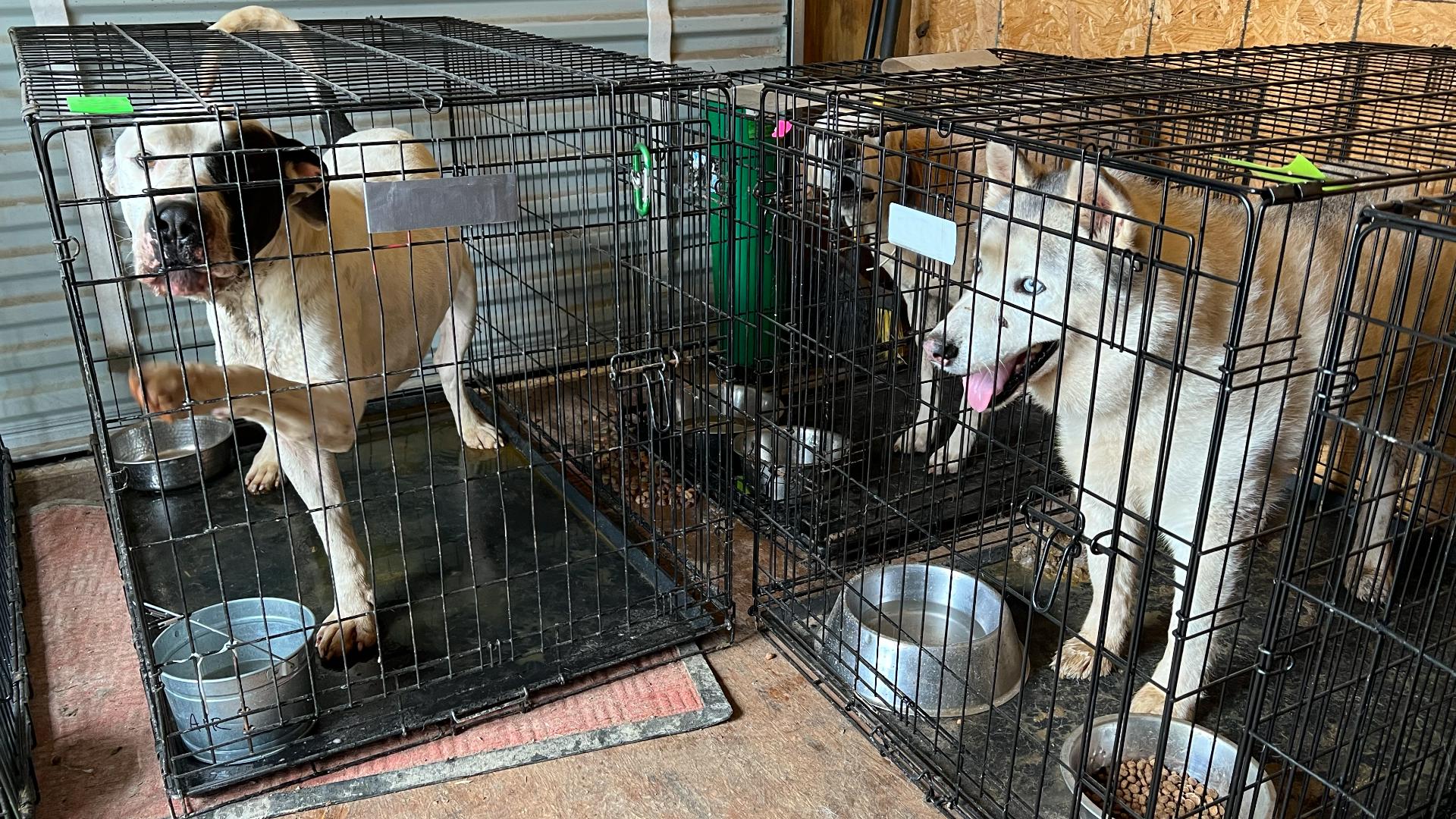 Animals displaced in North Texas storms moved to new shelter | wfaa.com