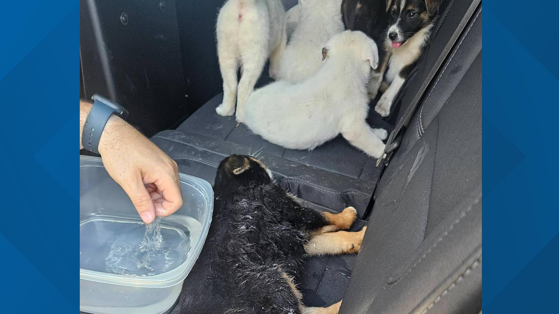 Eight puppies abandoned in North Texas field rescued and adopted | wfaa.com