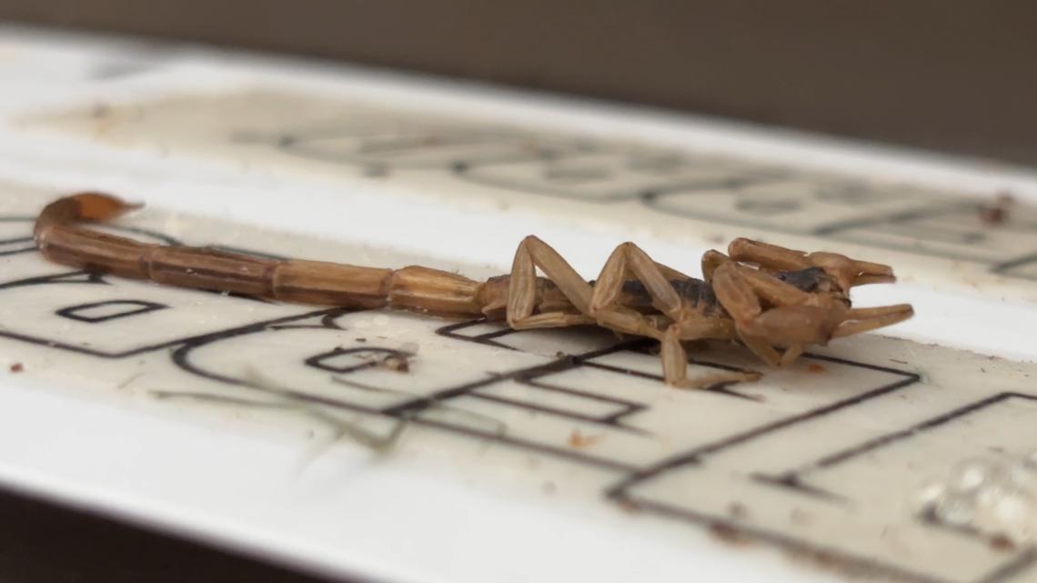 Scorpions are surging in North Texas, causing encounters with humans ...