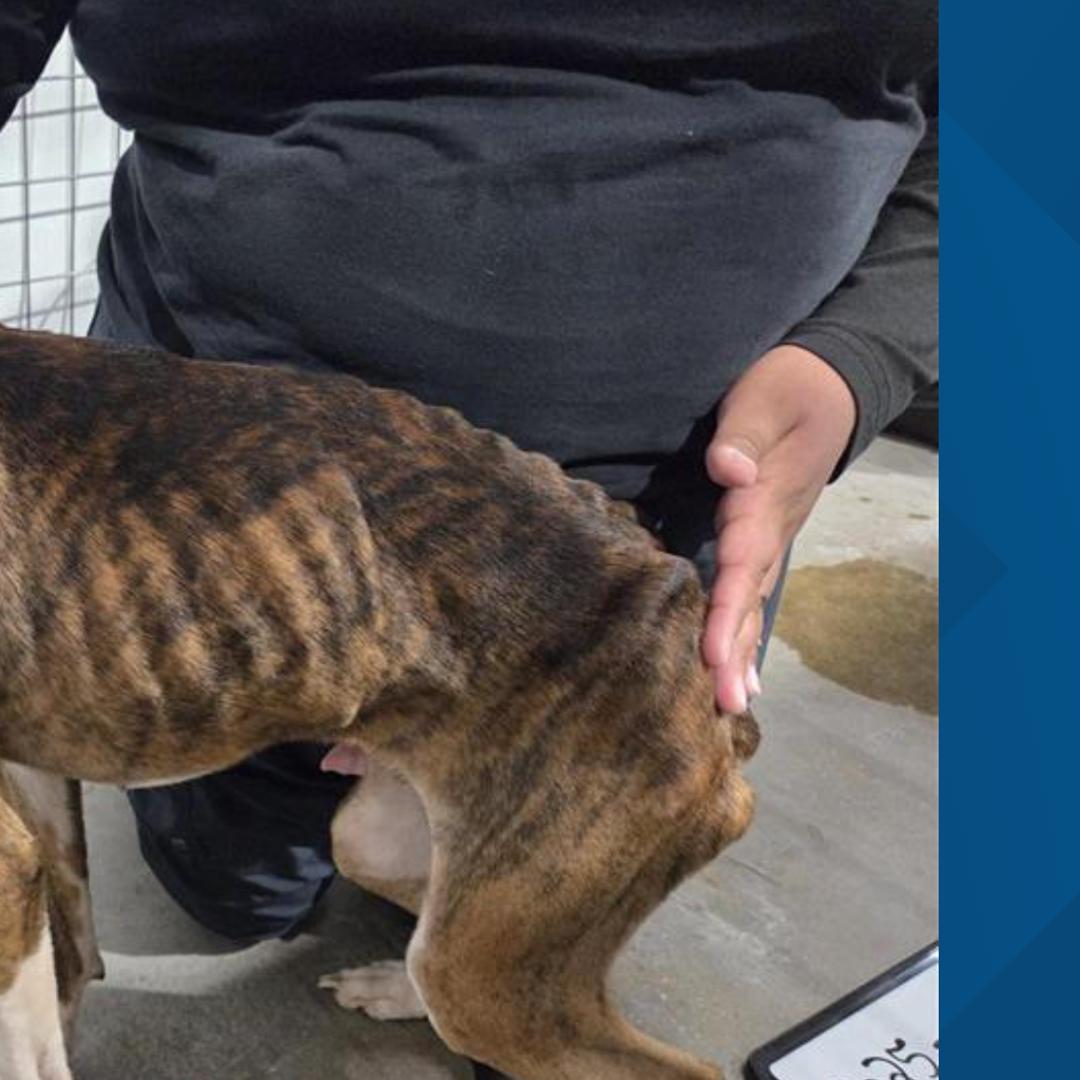 North Texas man charged with felony animal cruelty after two dogs found ...