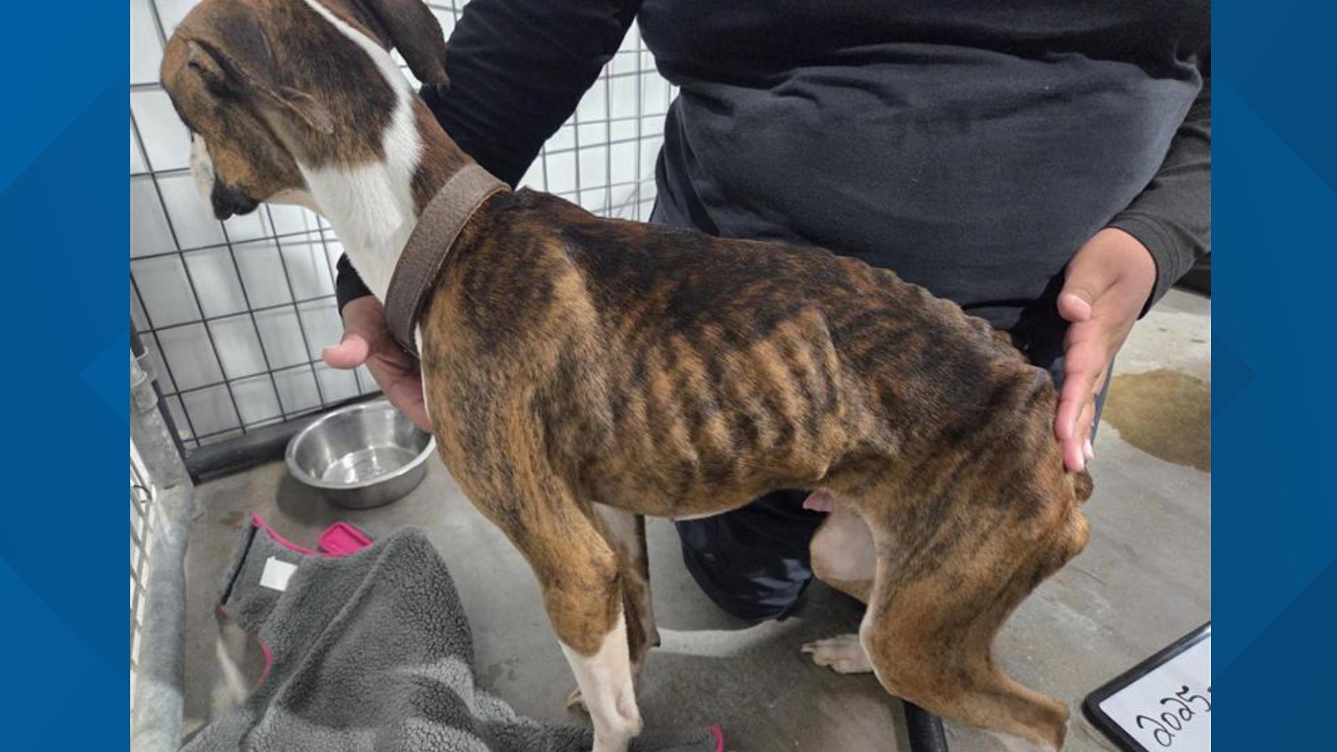 North Texas man charged with felony animal cruelty after two dogs found ...