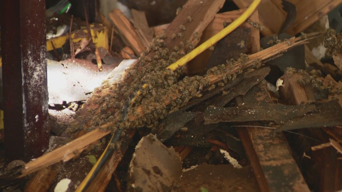 Hurricane Beryl: Man escapes home just in time as tree full of bees ...