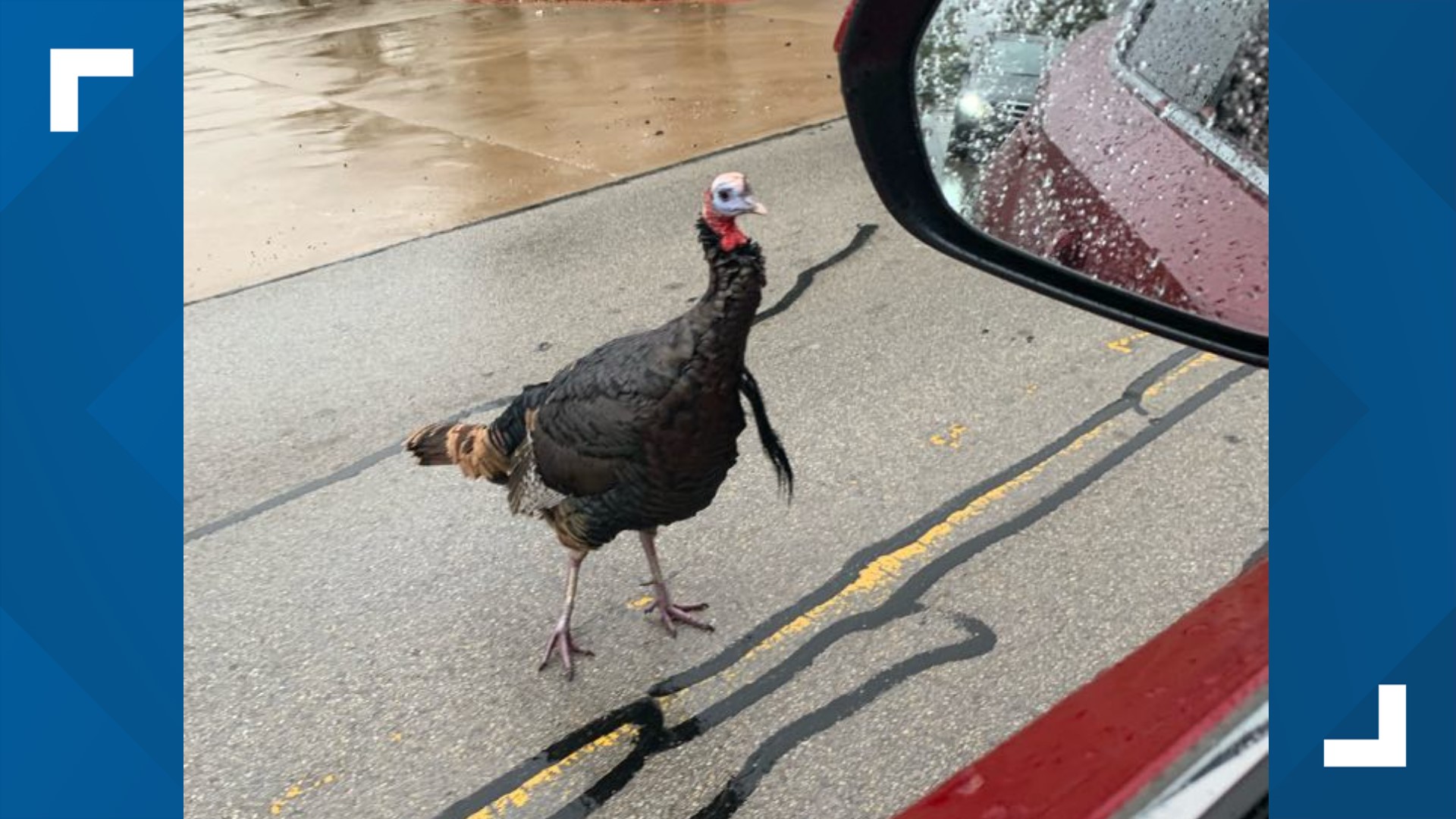 Suspect identified, wildlife officials to file charges in death of ...