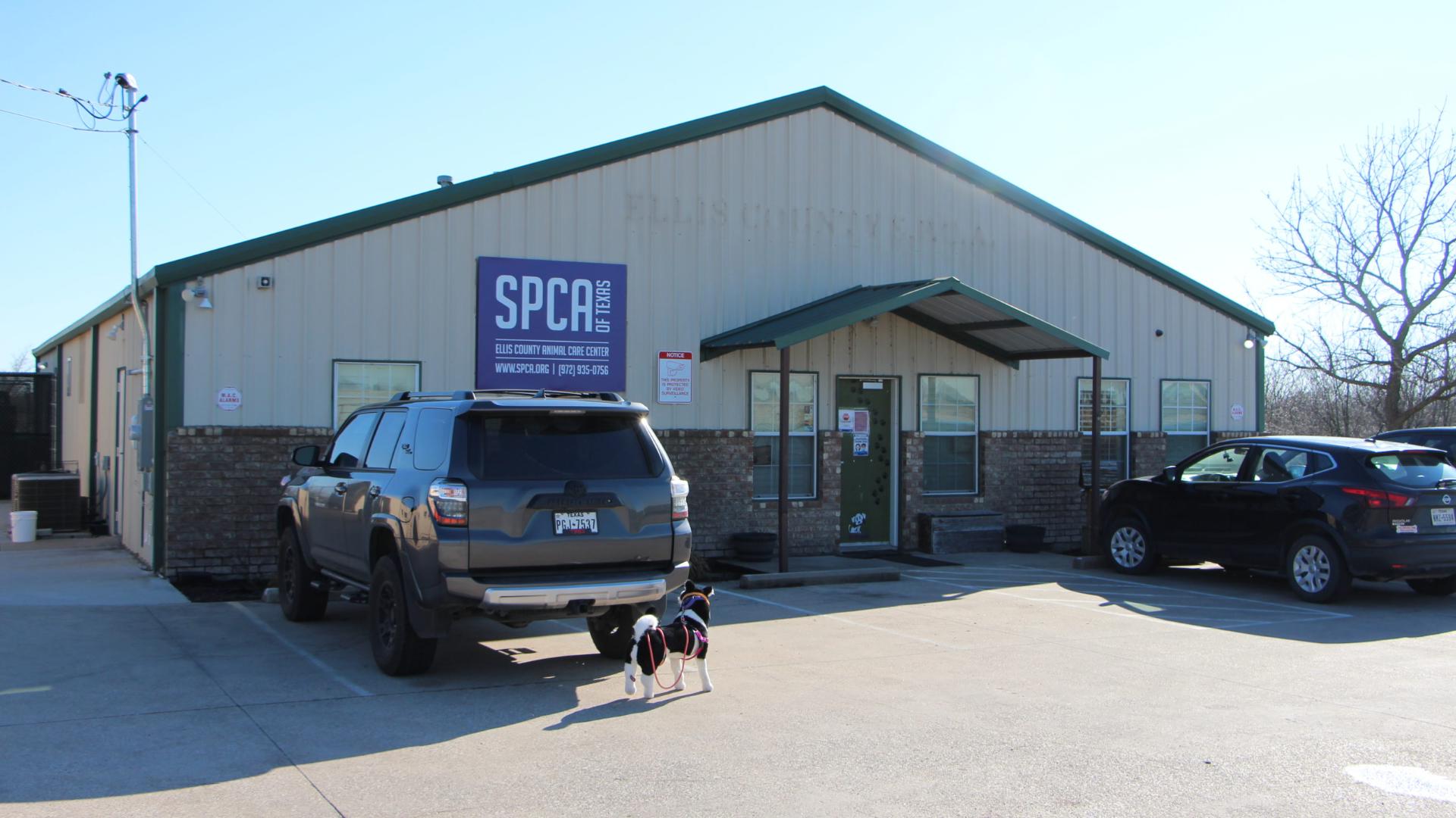 SPCA Ellis County Animal Care Center stops intake due to infectious ...