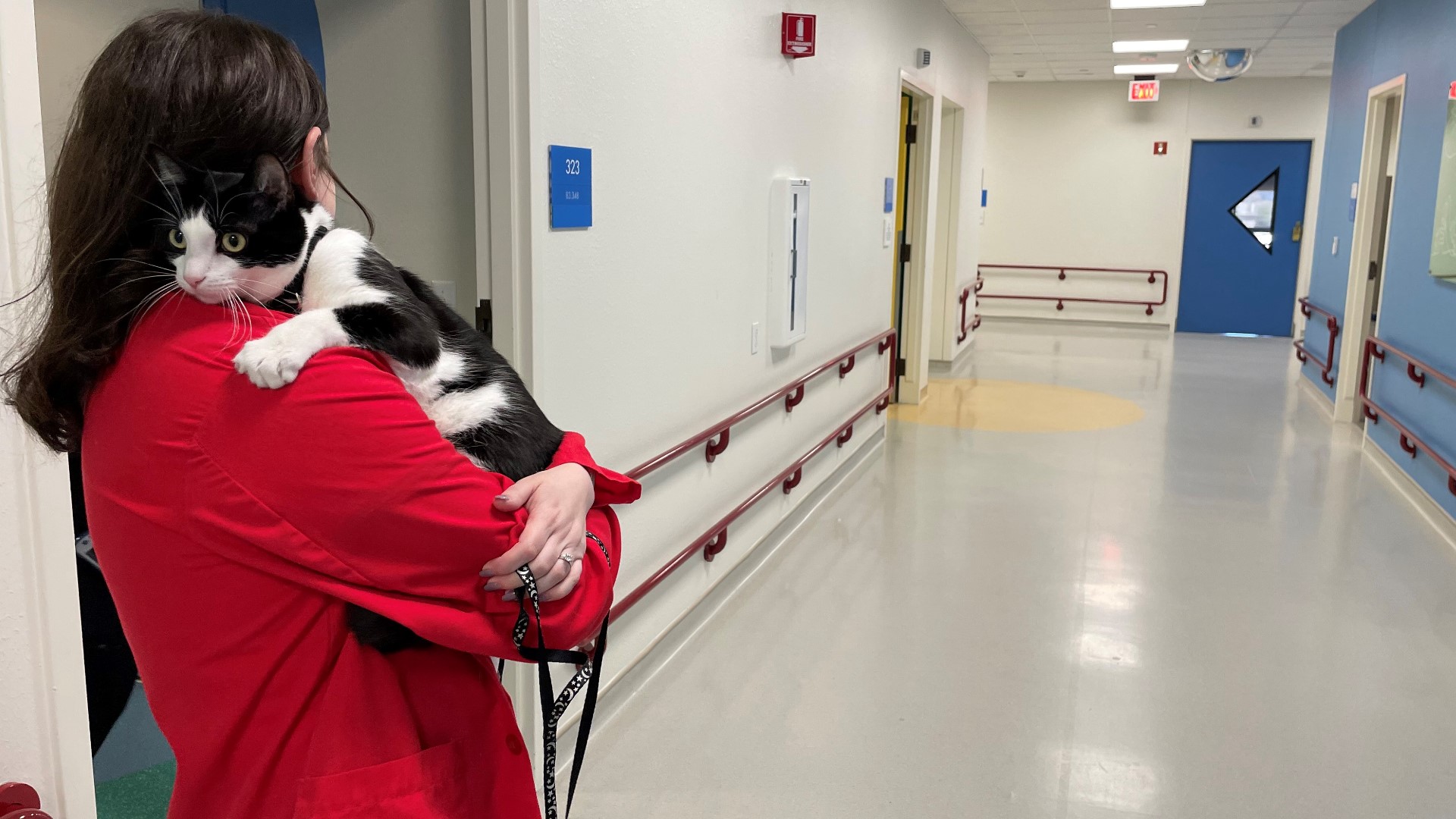 Therapy cat raising spirits at Dallas pediatric hospital | wfaa.com