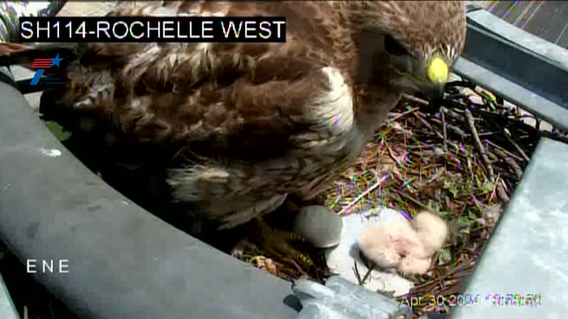 VIDEO: Mama hawk takes care of baby hawks in front of highway camera ...