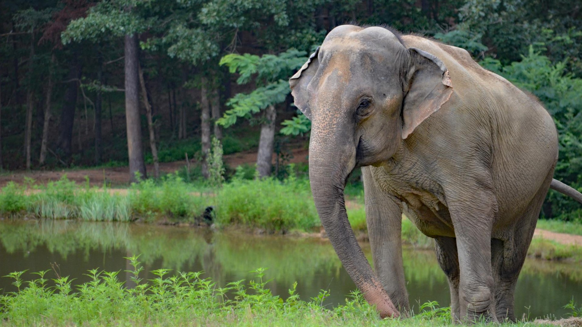 Elephant that survived Texas flood lets caregivers give her bath | wfaa.com