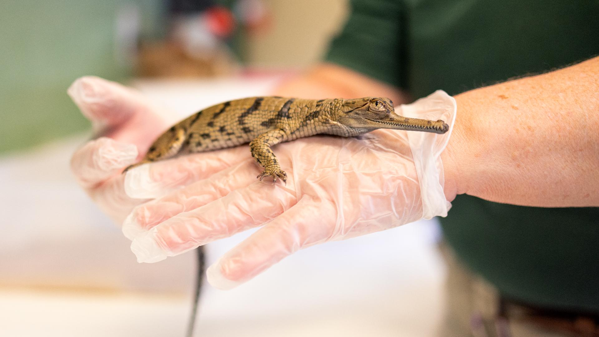 Fort Worth Zoo touts successful breeding of endangered species | wfaa.com