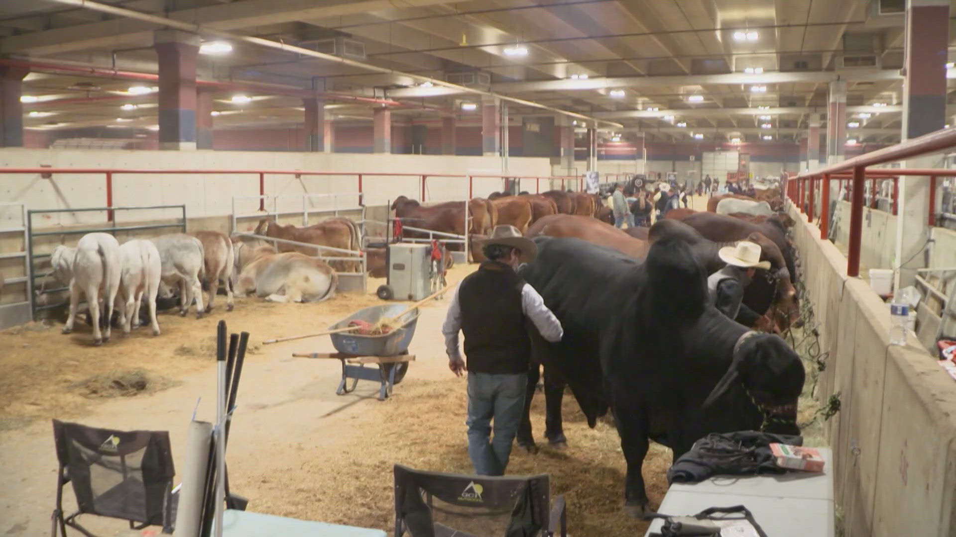 Fort Worth Stock Show and Rodeo continues despite freezing cold | wfaa.com