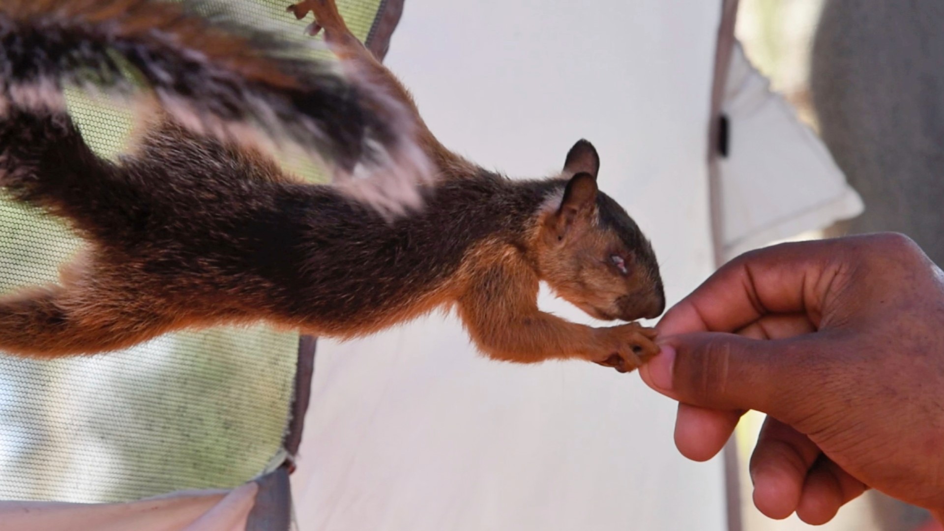 Venezuelan man, pet squirrel made it to US border | wfaa.com