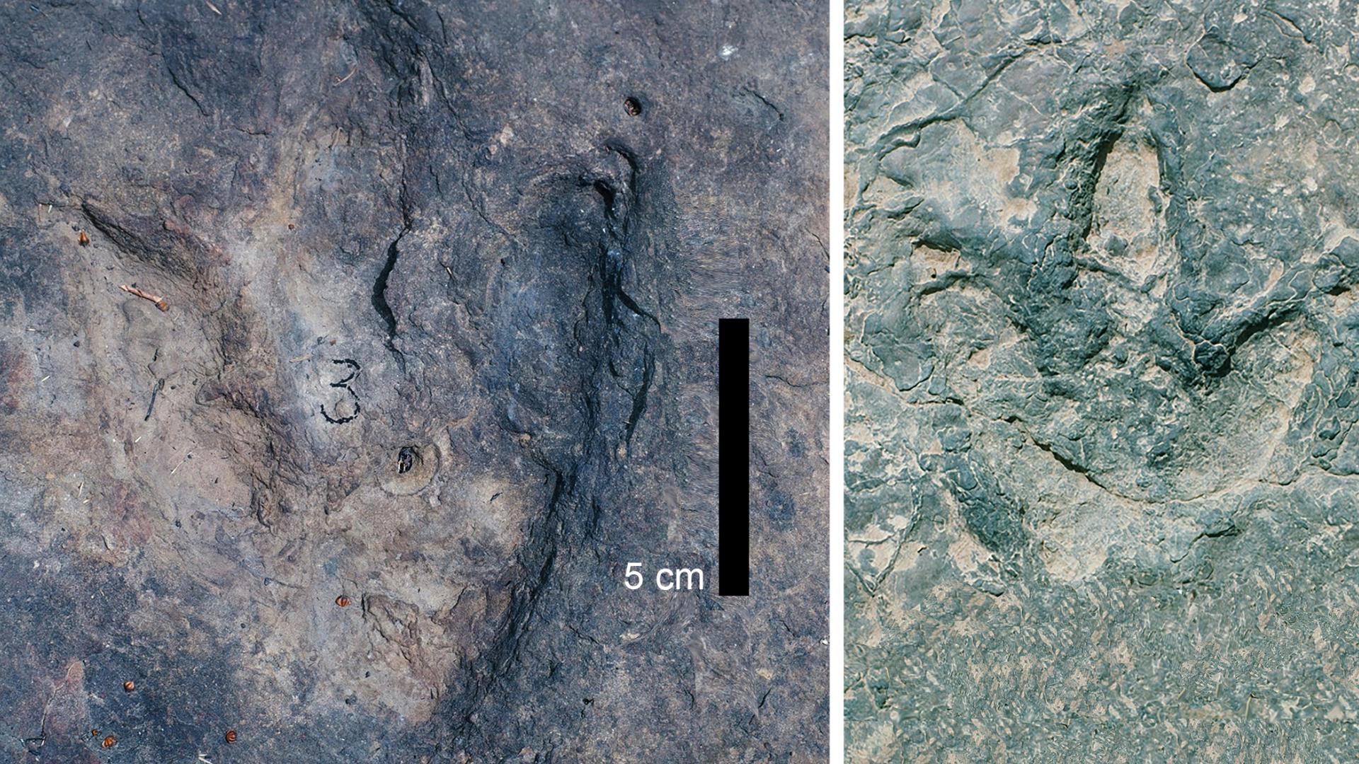 SMU paleontologist finds dino prints on both sides of Atlantic | wfaa.com