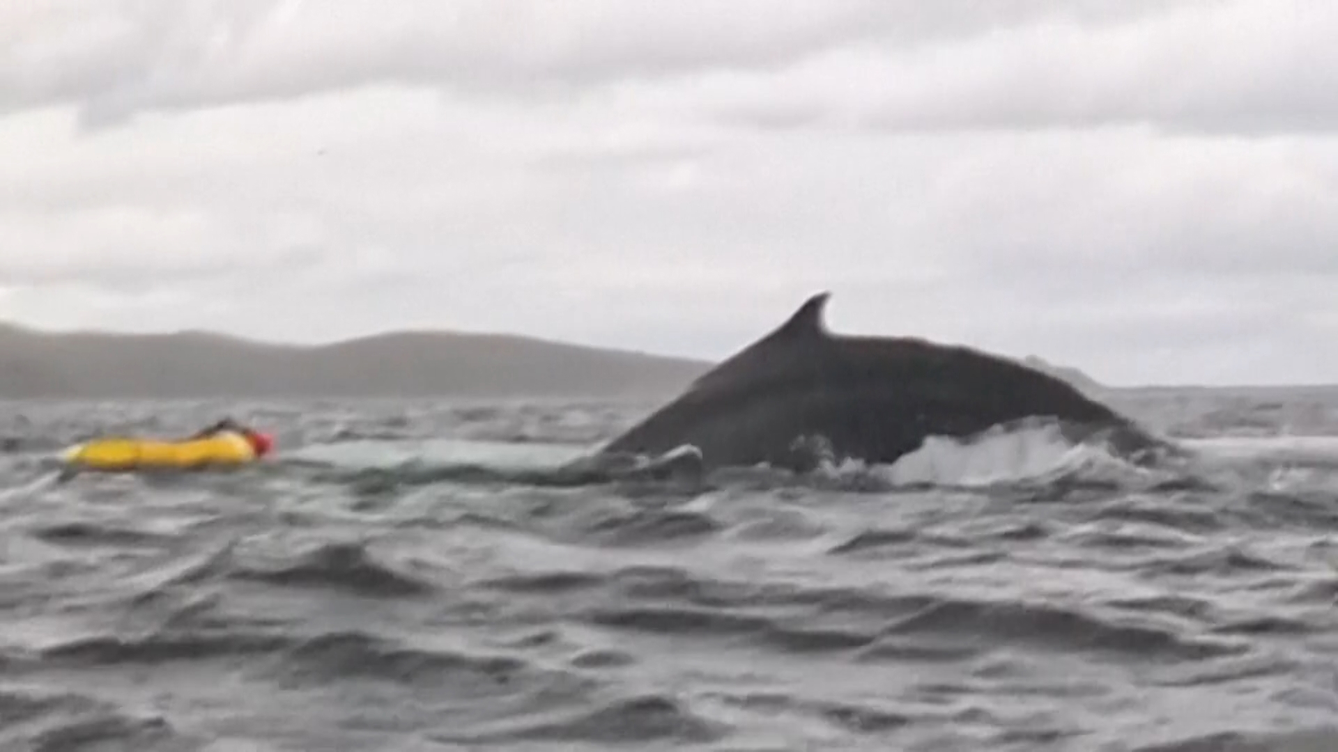 Humpback whale swallows Chilean kayaker in shocking video | wfaa.com