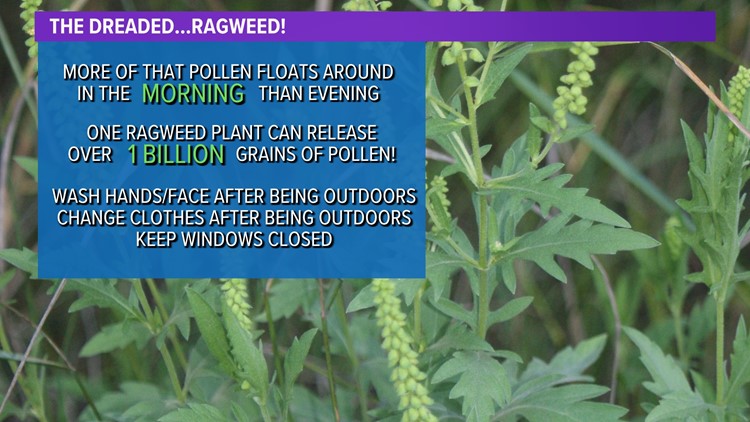 Texas allergy forecast: Why DFW pollen count, ragweed are so bad | wfaa.com