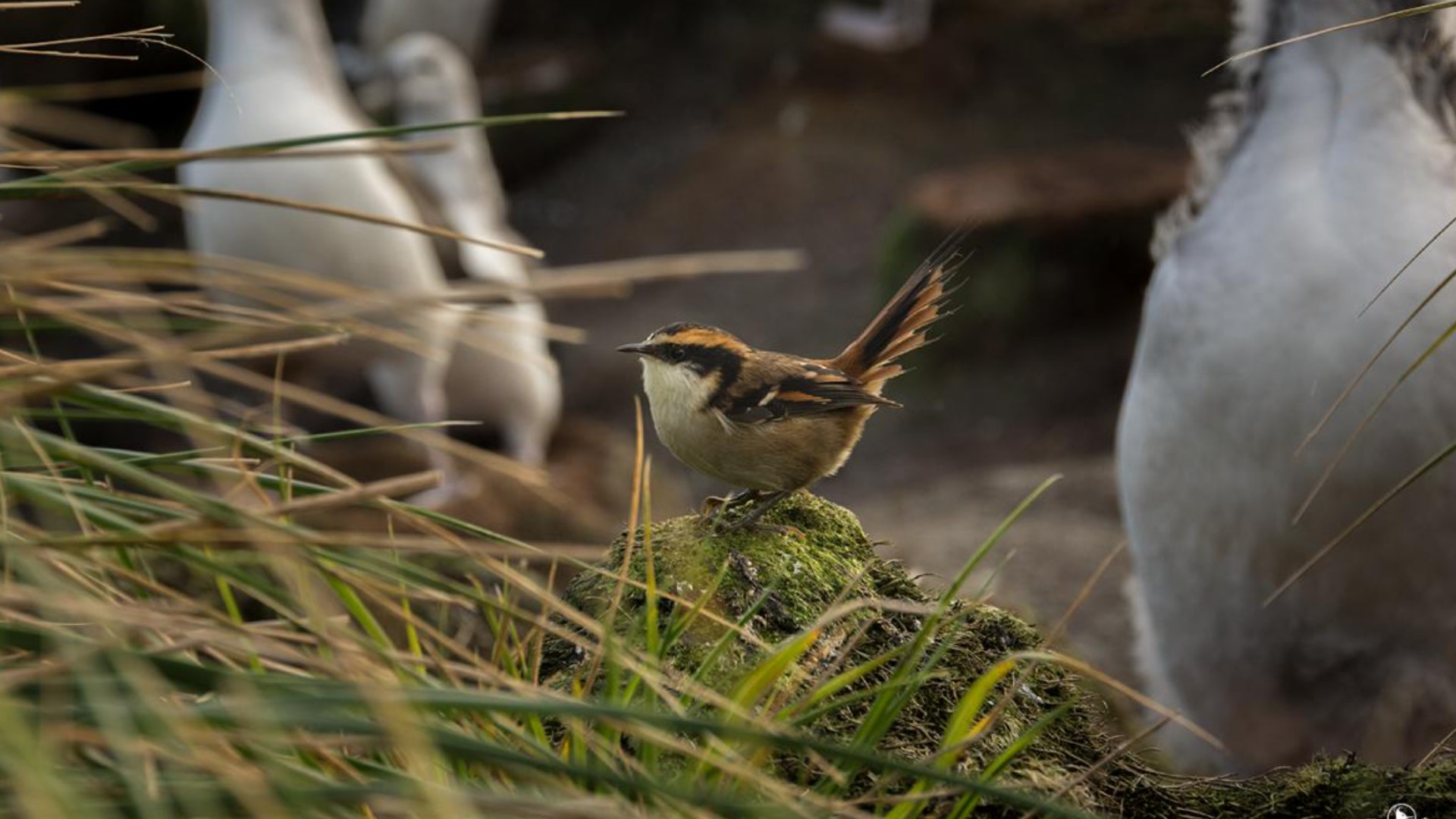 UNT professor discovers new bird species in Chile | wfaa.com