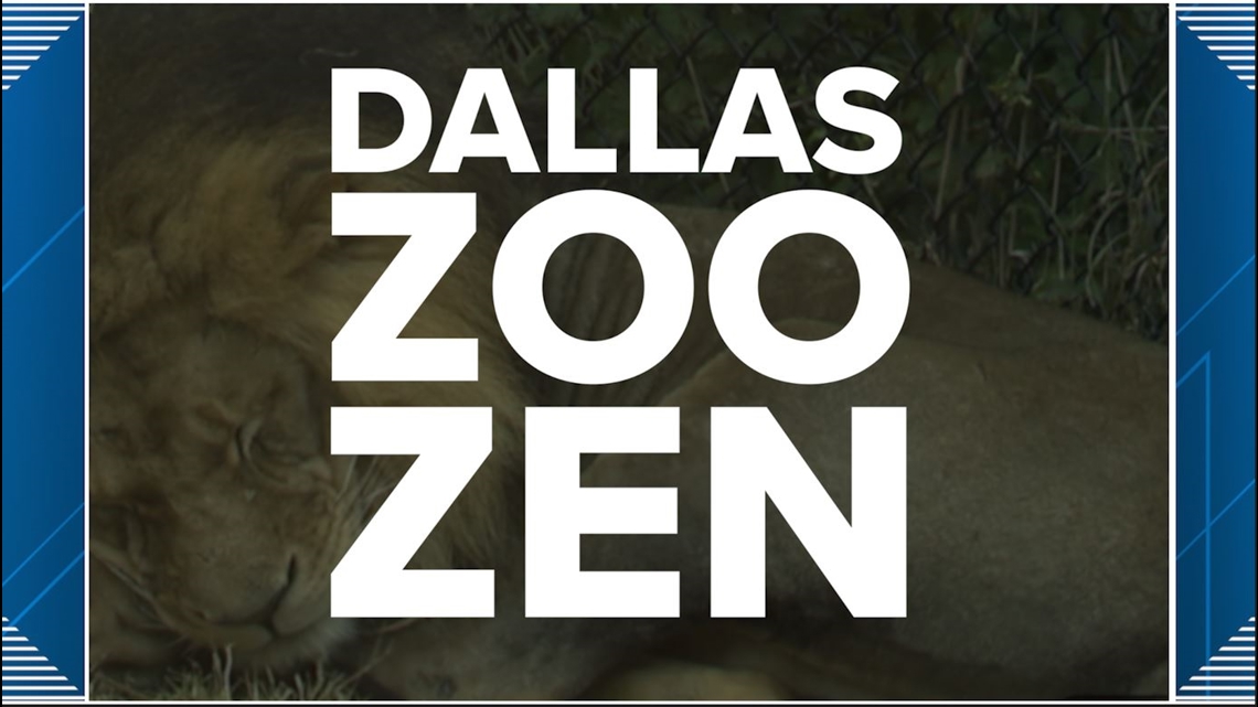 Zoo Zen | Taking a look at the animals at the Dallas Zoo | wfaa.com