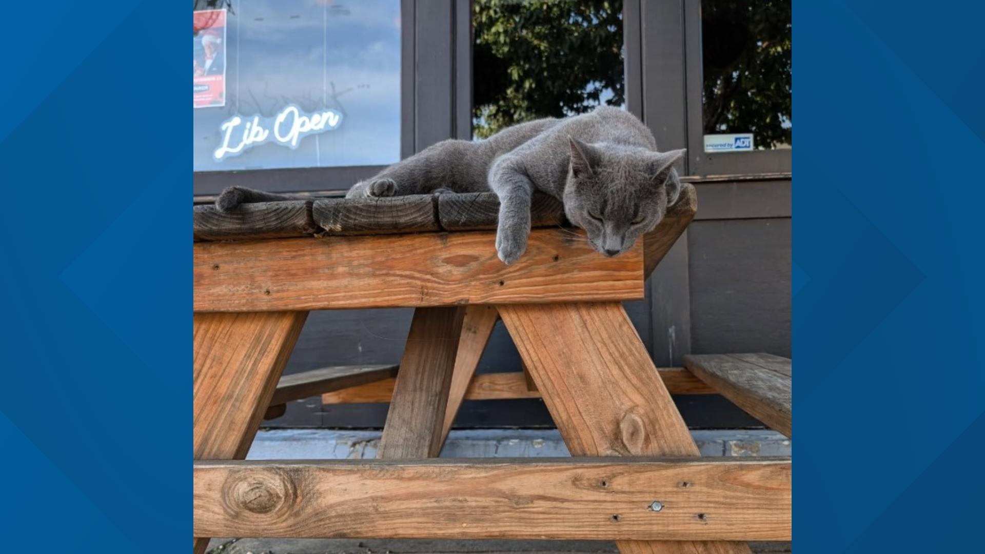 Dallas neighborhood mourns beloved bar cat | wfaa.com