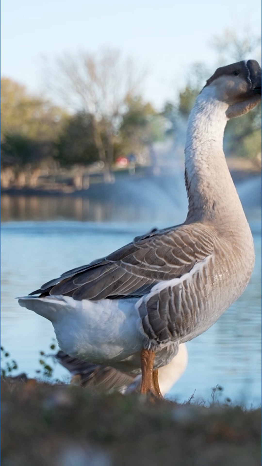 Geese attack leaves 72-year-old North Texas woman hospitalized | wfaa.com