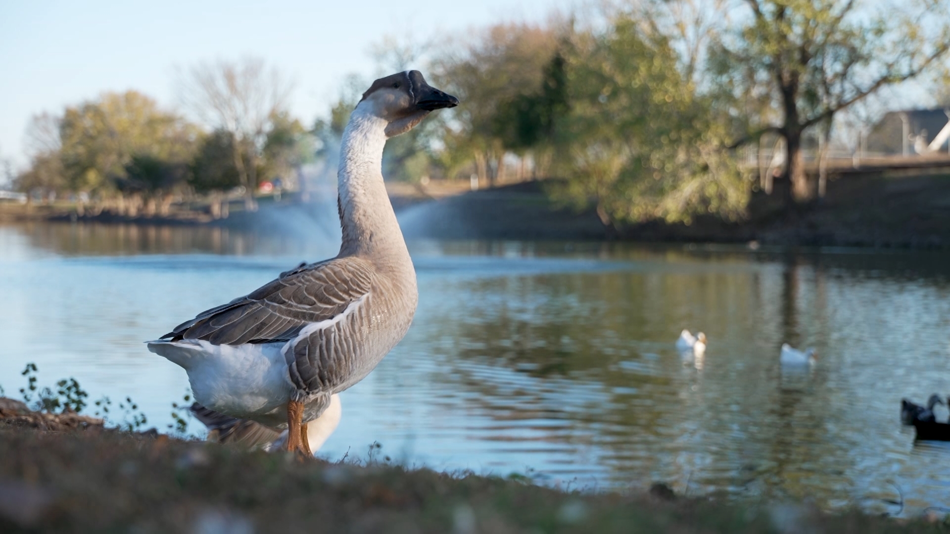 Geese attack leaves 72-year-old North Texas woman hospitalized | wfaa.com