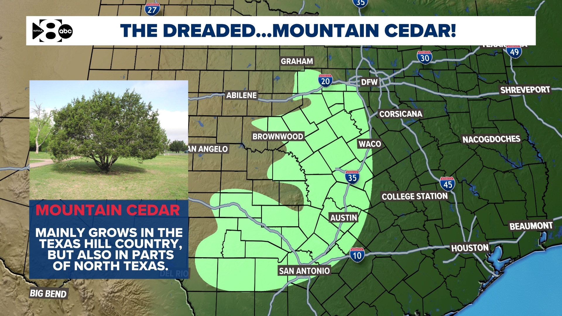 Texas mountain cedar forecast: How bad will pollen be in DFW? | wfaa.com
