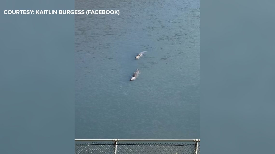 Gator seen swimming in North Texas lake on video | wfaa.com