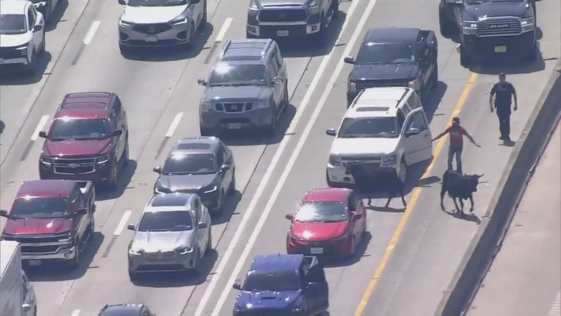 Bulls, cows runs loose on I-45 just north of Houston | wfaa.com