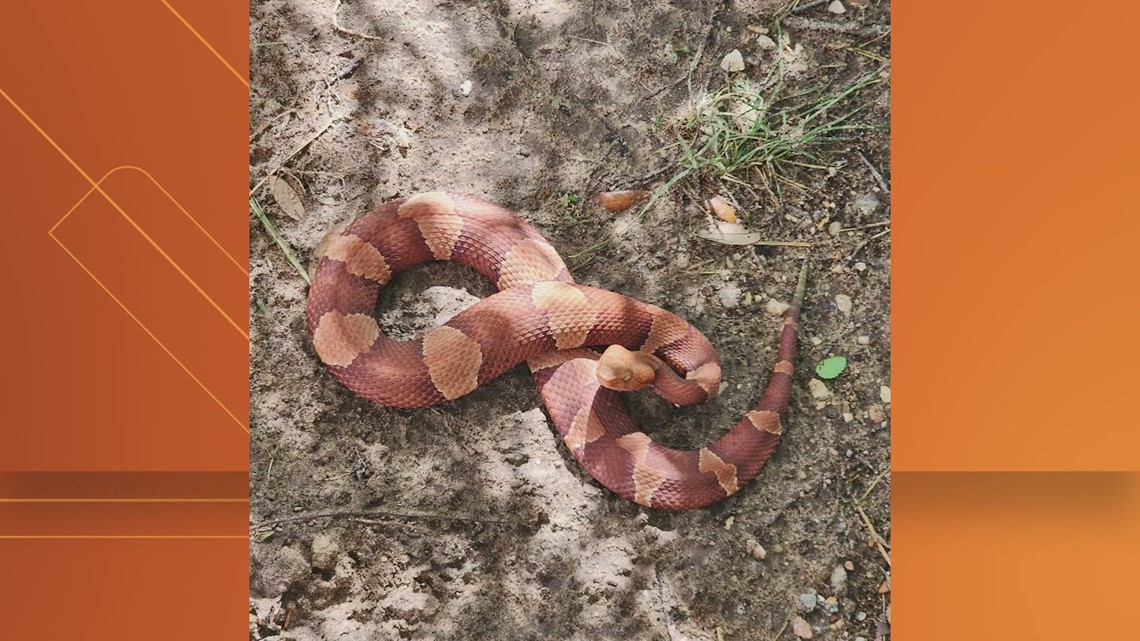 Texas park rangers come across uniquely colored copperhead | wfaa.com