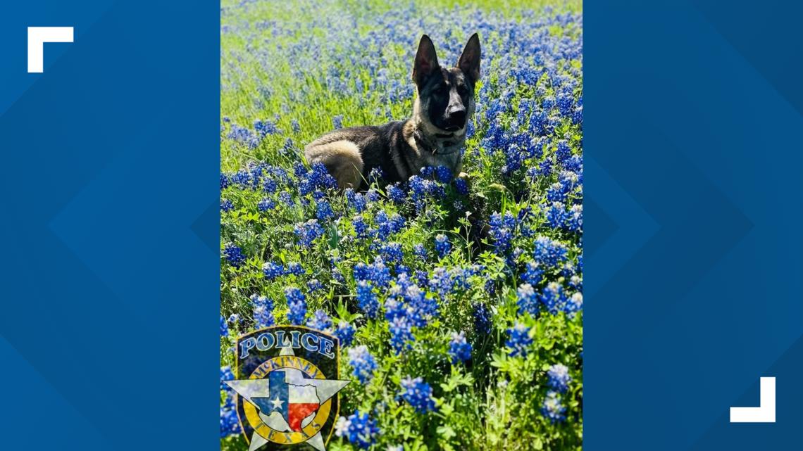 McKinney Police K9 honored with funeral | wfaa.com