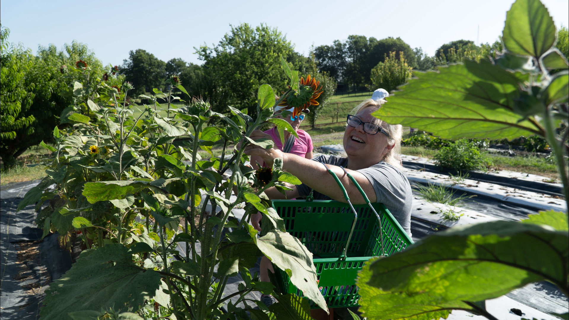 Agritourism grows in North Texas with pick-your-own-produce farms ...