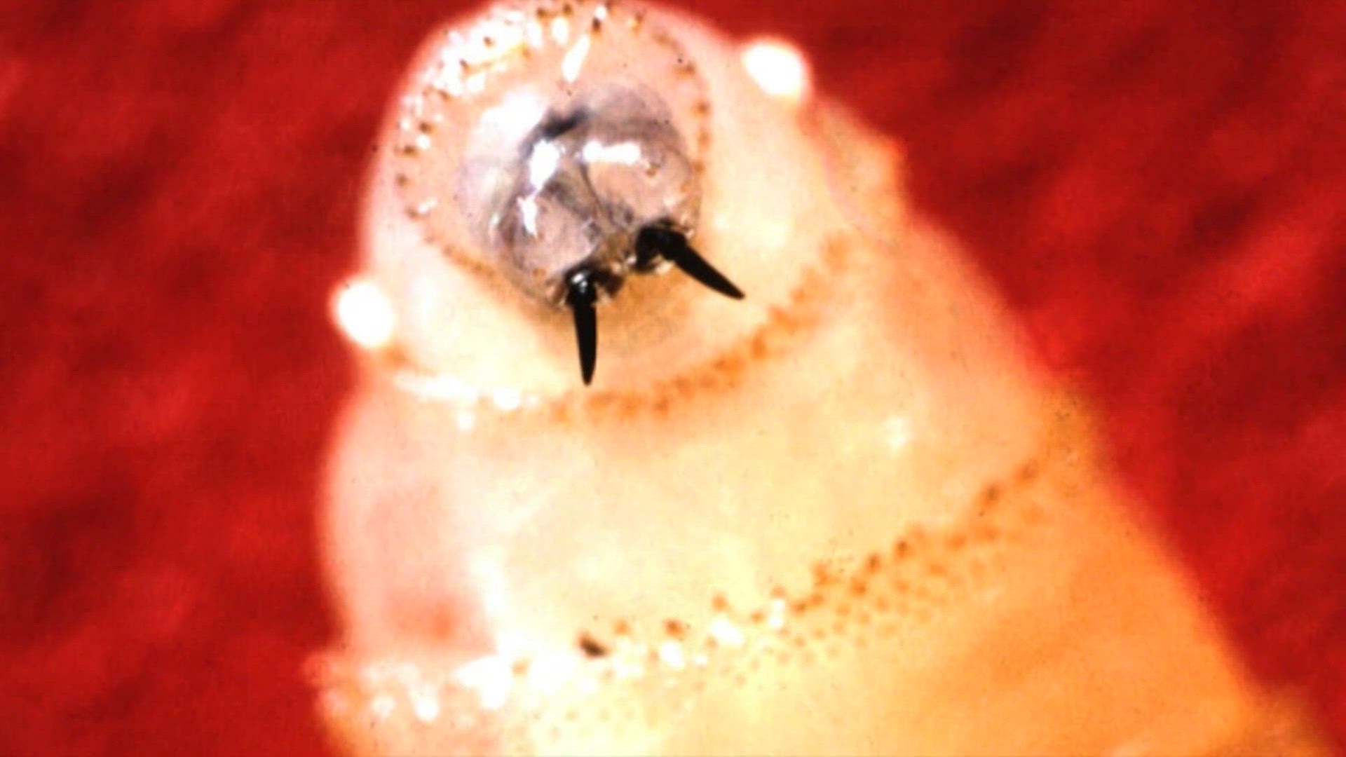 Texas launching free new online course to help fight spread of flesh ...