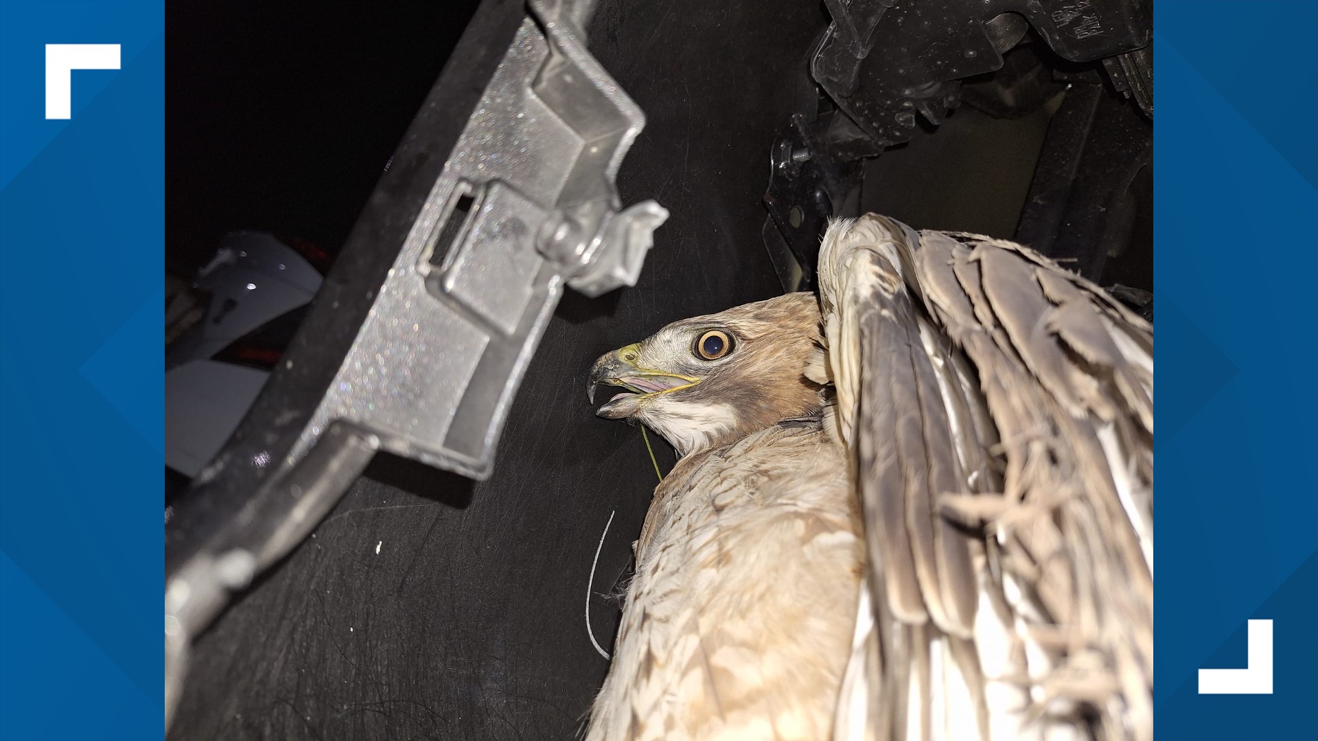 Hawk survives being stuck in a vehicle's fog light and is freed | wfaa.com