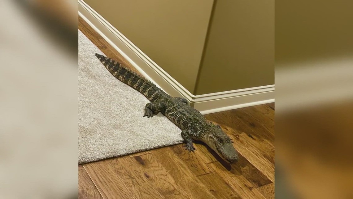 Recently moved couple wakes up to alligator inside their Louisiana home ...