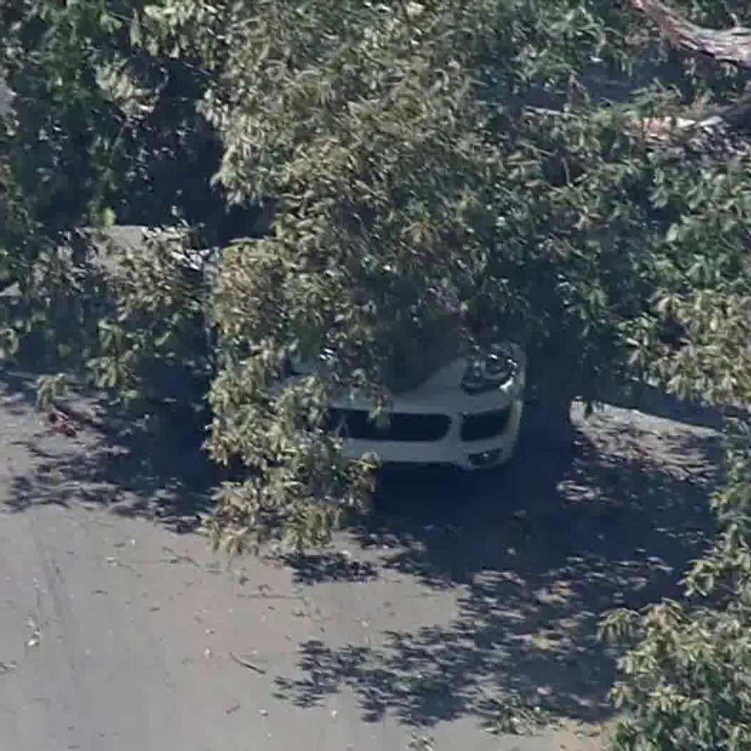 DFR: Woman driving SUV pinned down by large tree | wfaa.com
