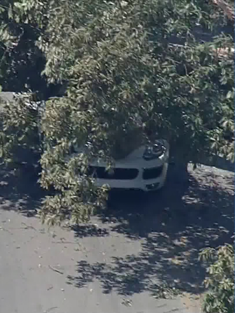 DFR: Woman driving SUV pinned down by large tree | wfaa.com