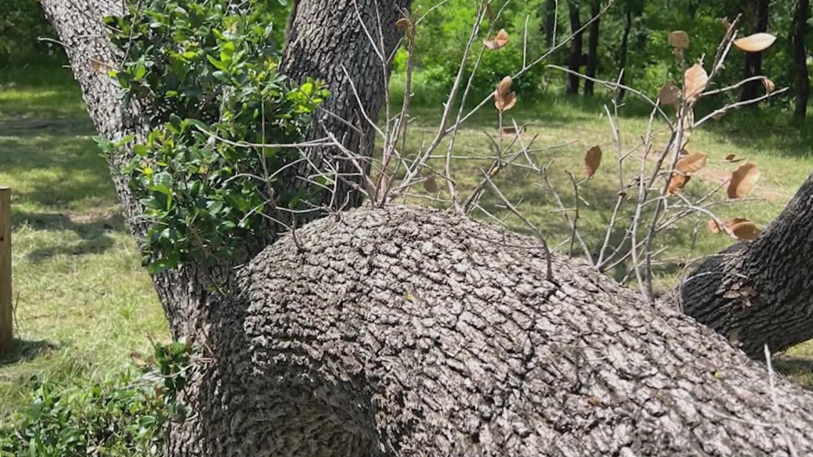 What is oak wilt? | wfaa.com