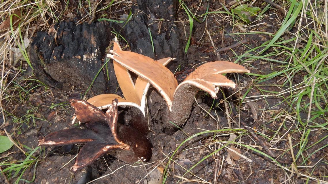 The official Texas state mushroom: Chorioactis geaster | wfaa.com
