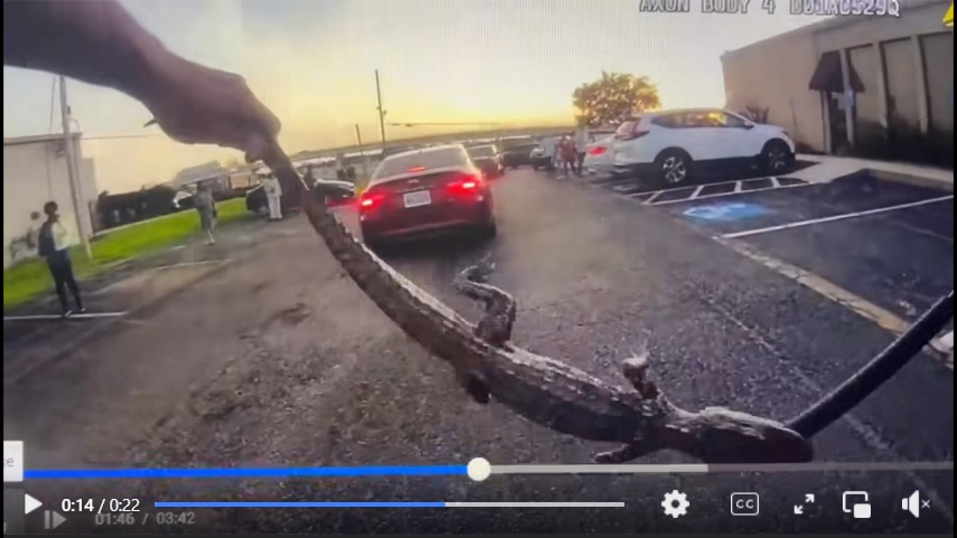 Texarkana police wrangle gator outside church | VIDEO | wfaa.com