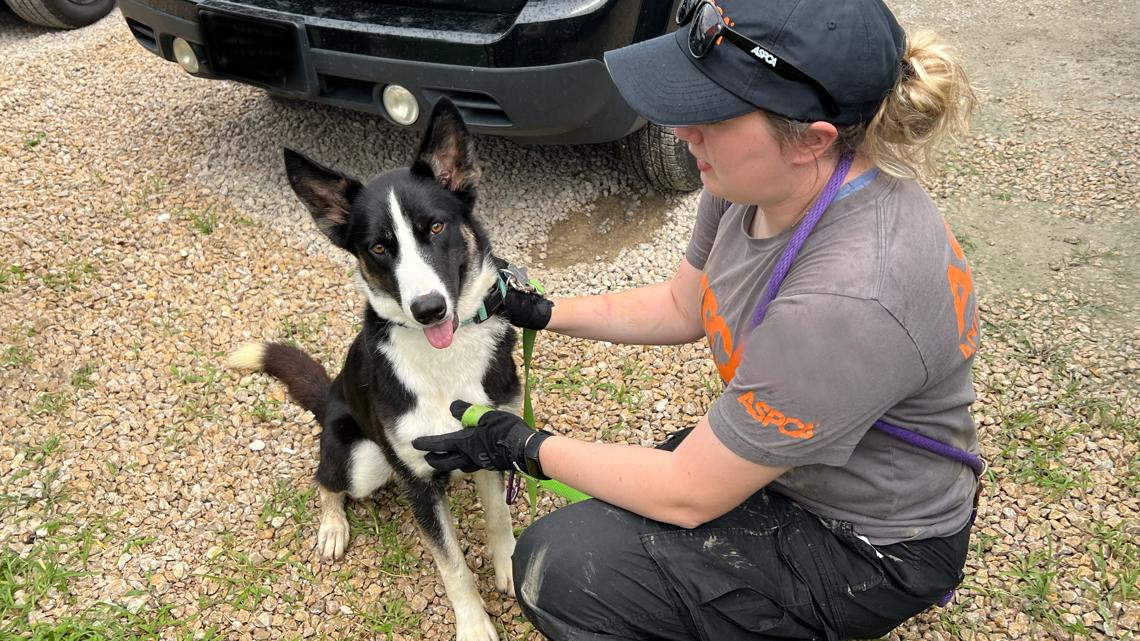 Animals displaced in North Texas storms moved to new shelter | wfaa.com