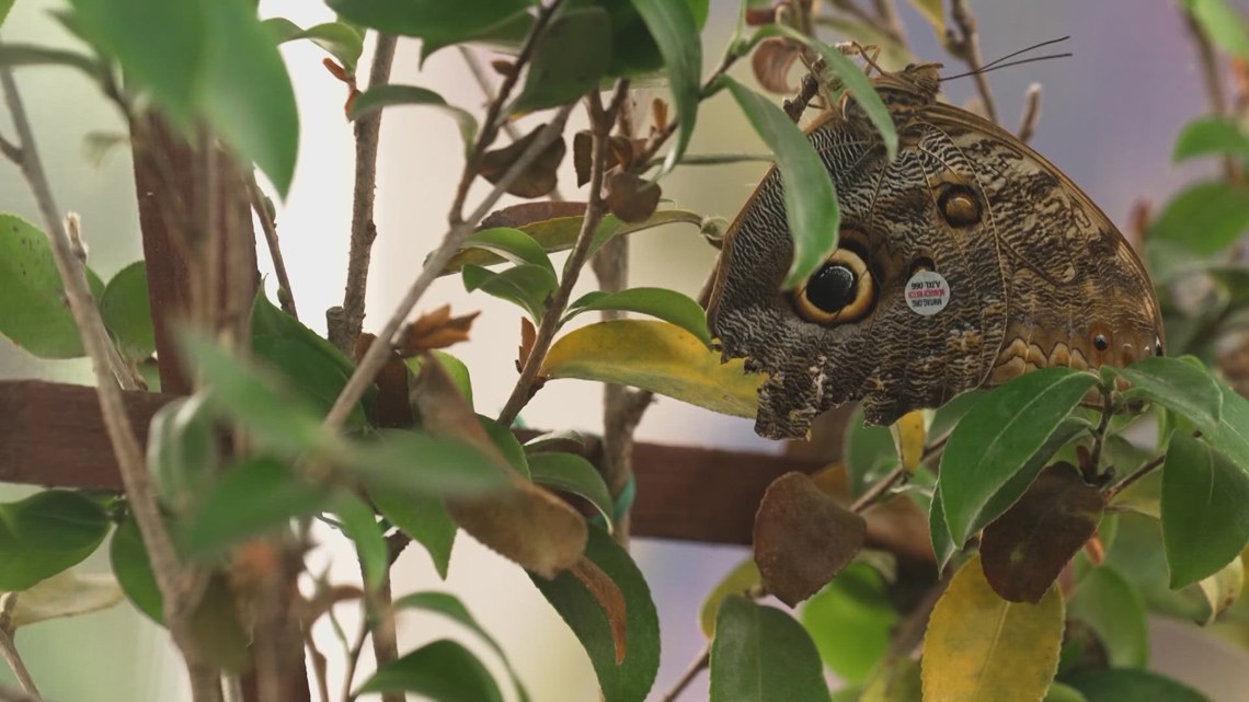 Dallas Zoo unveils new butterfly exhibit | wfaa.com