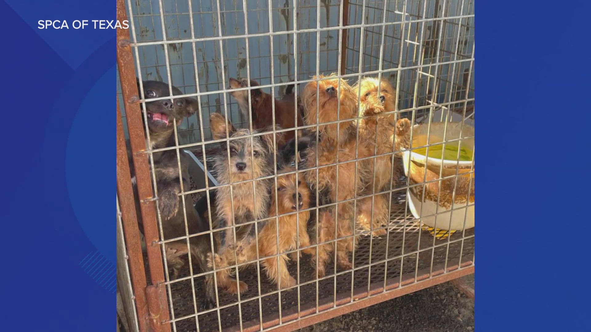 SPCA rescues 16 neglected dogs in North Texas | wfaa.com
