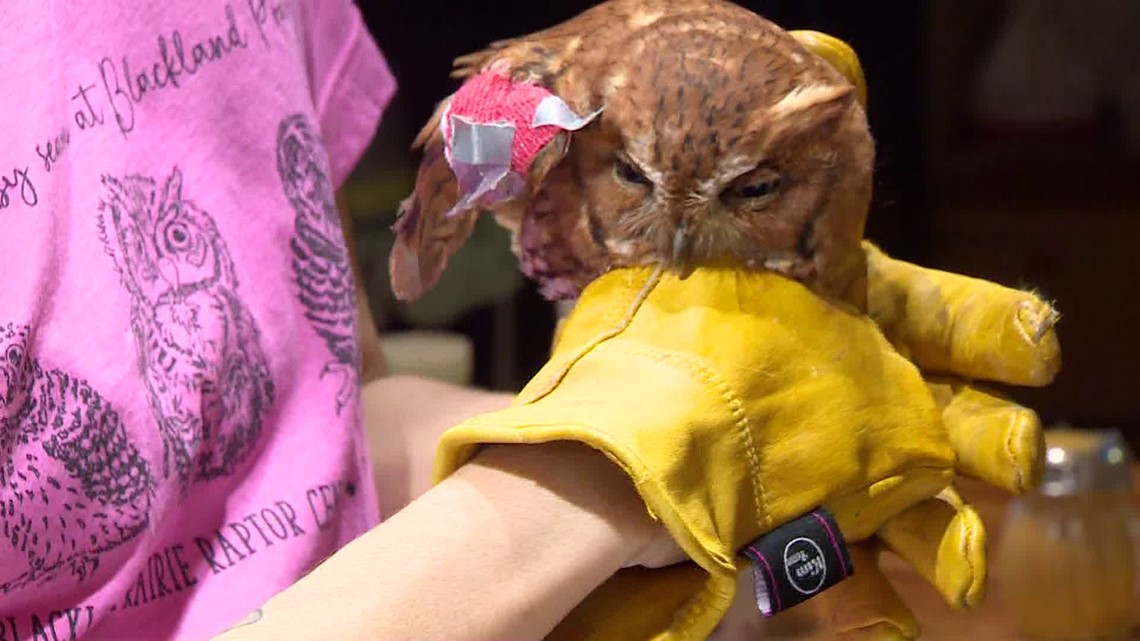 Owl injured after squirrel attack | wfaa.com