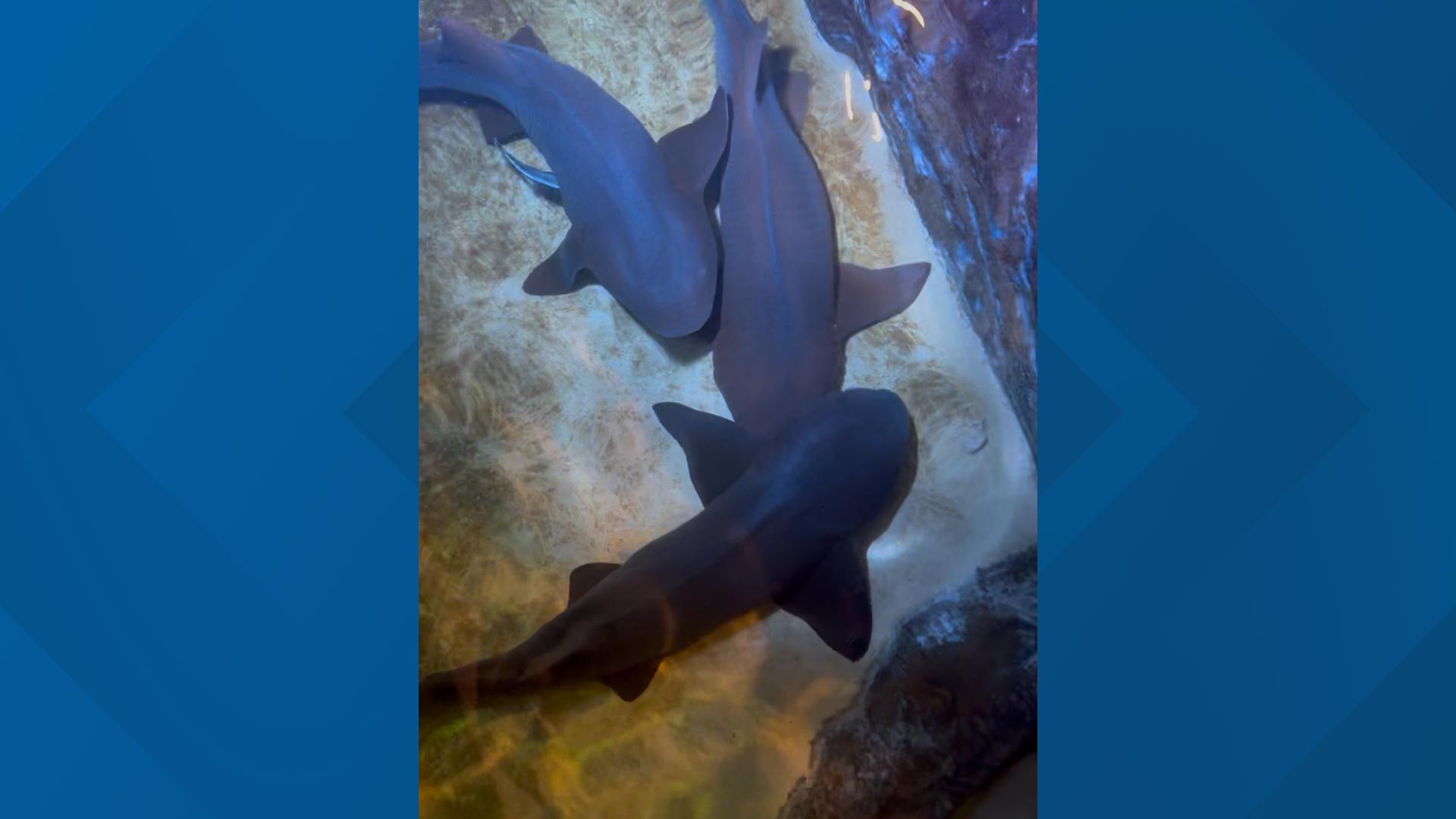 Children's Aquarium Dallas rescues hundreds of animals from closed ...