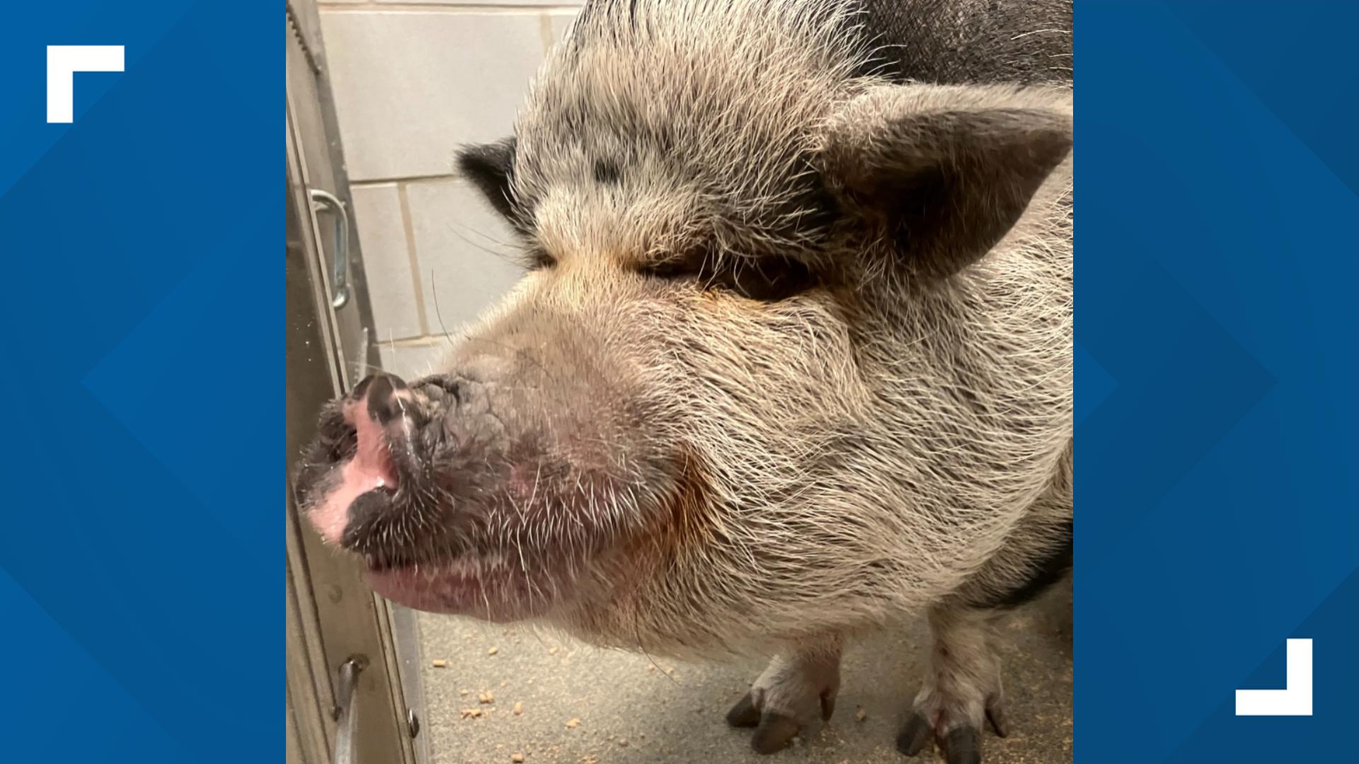 This little piggy wants to go home: Meet Waddles | wfaa.com