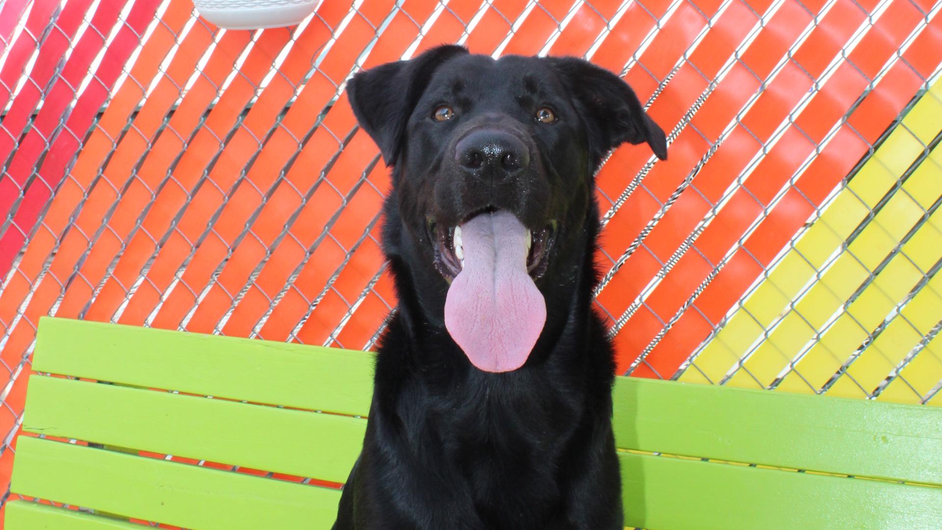Dog found with mouth taped shut recovering, set for adoption this ...
