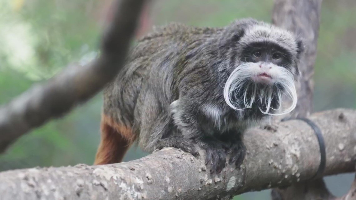 Two emperor tamarin monkeys believed to have been taken from Dallas Zoo ...