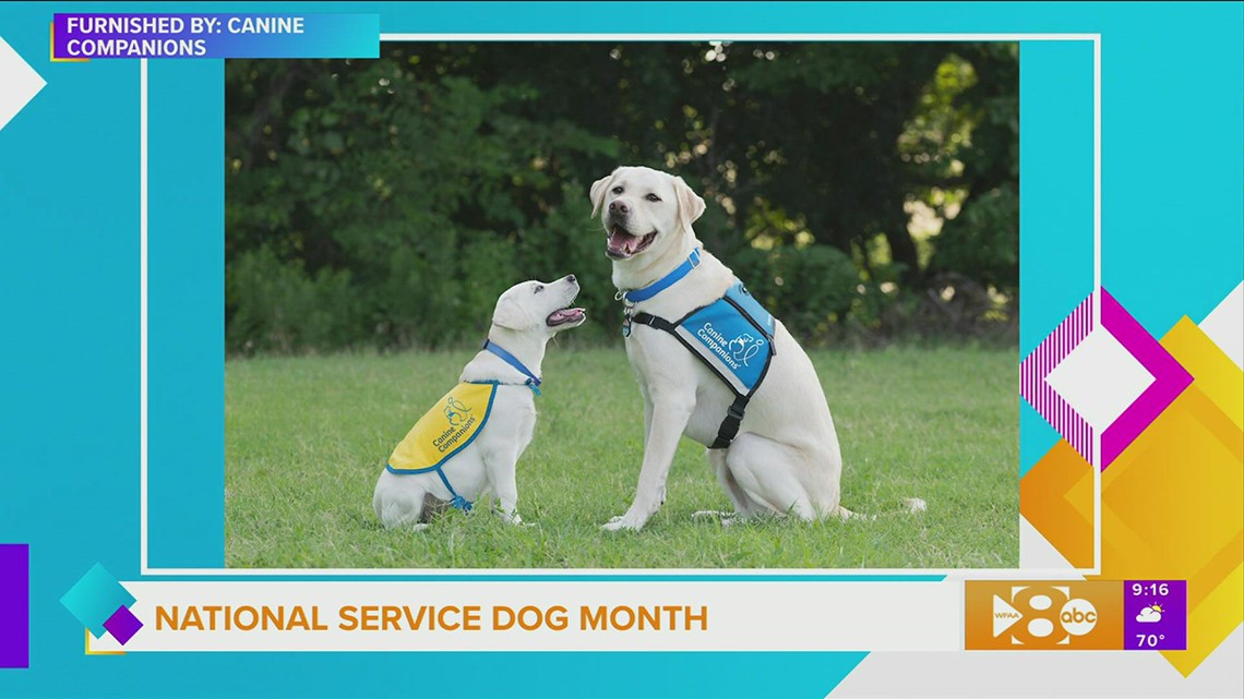 National Service Dog Month | wfaa.com